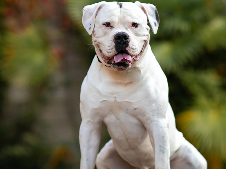 Chó Bull Mỹ - American Bulldog - Thư Viện Chó Mèo