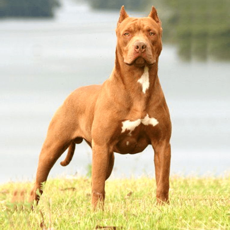 Chó PitBull Có Thực Sự Hung Dữ ? - Thư Viện Chó Mèo